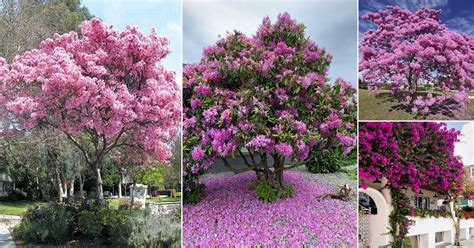 Florida Native Flowering Trees Best Flower Site