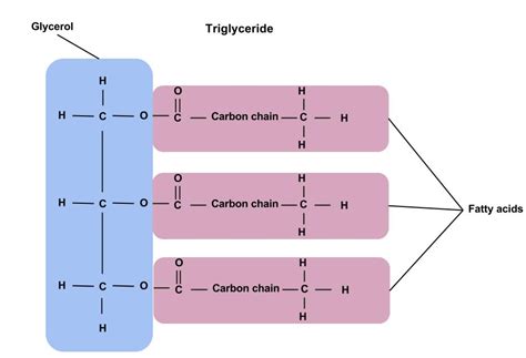 Basic Lipid Structure Diagram Biology Diagram Of Lipids