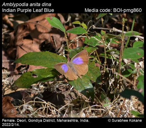 Amblypodia Anita Dina Butterfly