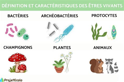 Tres Vivants D Finition Caract Ristiques Et Classification