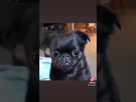 Cuando Me Explican Algo 3 Veces Y Sigo Sin Entender Nada Parati