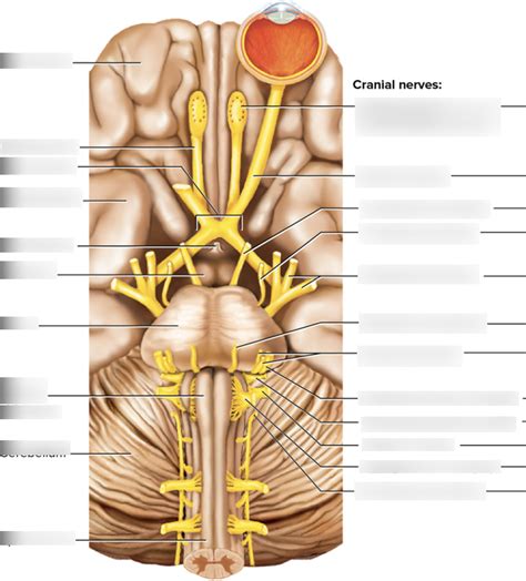 Lab 9 Cranial Nerves Diagram Diagram Quizlet
