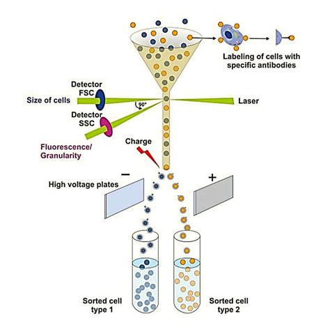 Flow Cytometry For Exosome Characterization Creative Biostructure