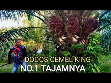 Panen Sawit Seperti Ini Yang Di Sukai Bos Malaysia Jenis Sawit Paling