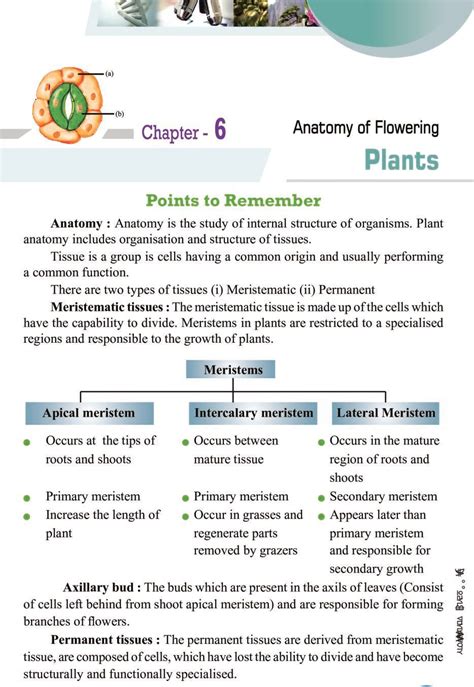 Class 11 Biology Notes For Anatomy Of Flowering Plants PDF Study