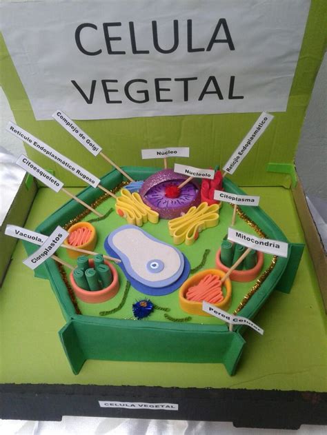 Pin von RanitasCraft auf Material Didáctico Zellenmodell