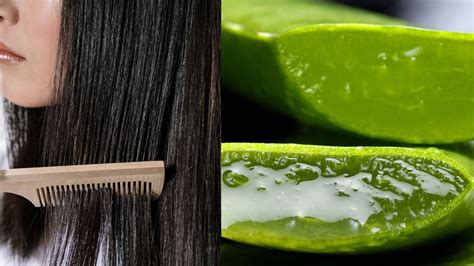 Manfaat Lidah Buaya Untuk Rambut Info Kesehatan