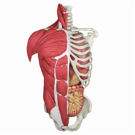 Full Human Torso Anatomy 3D Model 159 Obj Ma Max Fbx Free3D