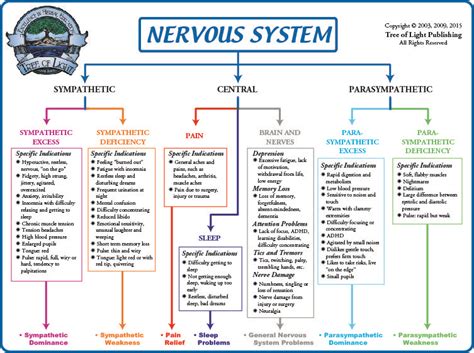 Nervous System Organization Artofit