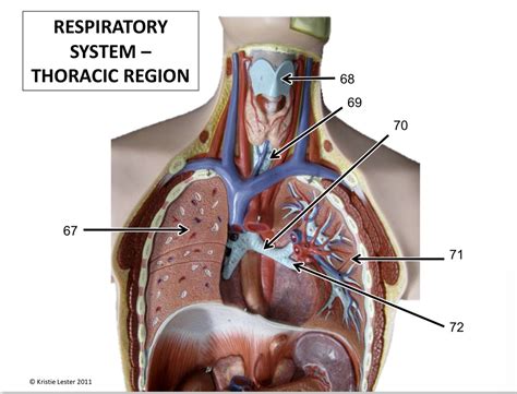 Lab 6 Respiratory System Thoracic Region Diagram Quizlet