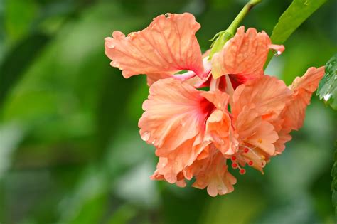 Hibiscus Fleur Flore Photo Gratuite Sur Pixabay Pixabay