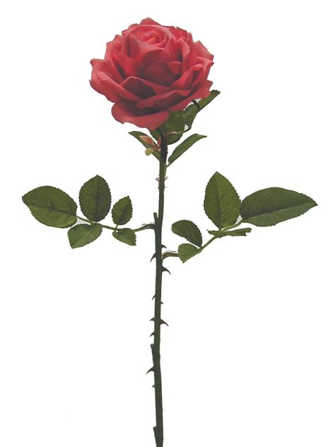 Linda Rosa Na Cor Rosa Pink O Aberto M Dio Qualidade Extra