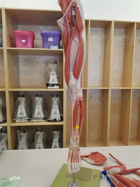 Anterior Leg Diagram Quizlet