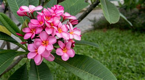 How To Plant Grow And Care For Plumeria