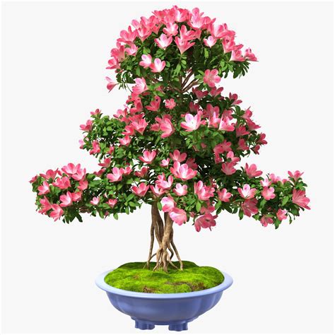 Green Bonsai Tree With Flowers In Pot Fur D Model Max Free D