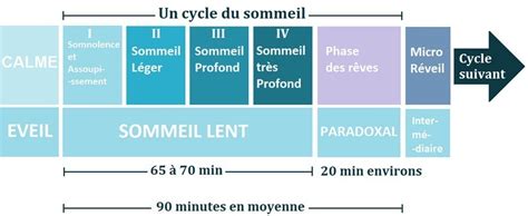 Les Différents Cycles Du Sommeil Mieux les Comprendre pour Mieux Dormir