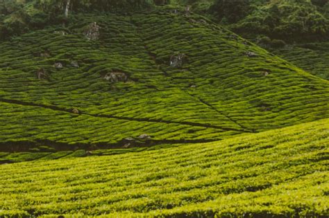 Trip From Bangalore Best Of Mysore Ooty Coonoor Tour Package