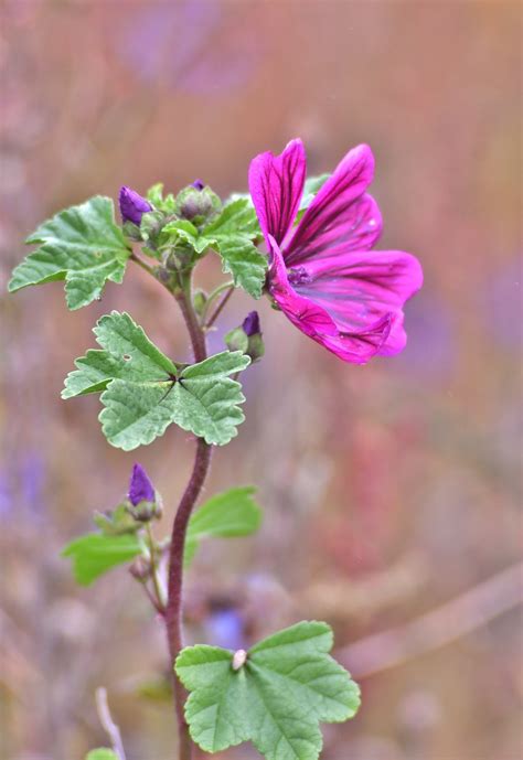 Kaasjeskruid Bloem Flora Gratis Foto Op Pixabay Pixabay