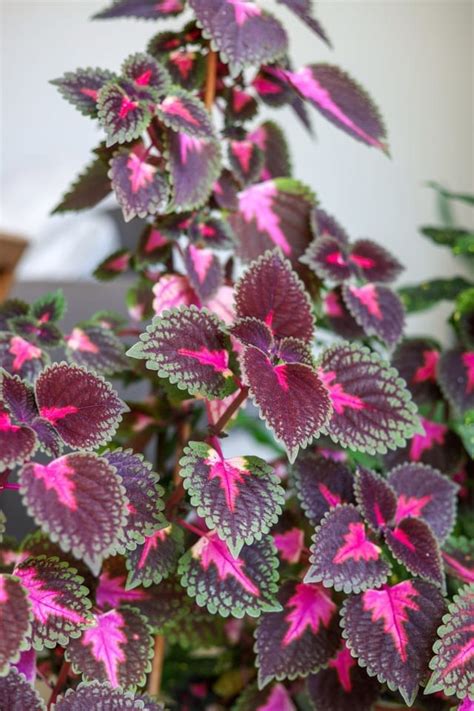 Purple Leaf Plant With Tiny Pink Flowers Best Flower Site