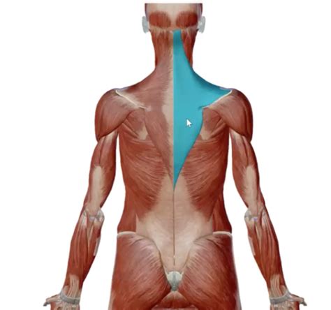 Biol Lab Practical Flashcards Quizlet
