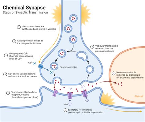 The Process Of Synaptic Transmission Psychology Hub