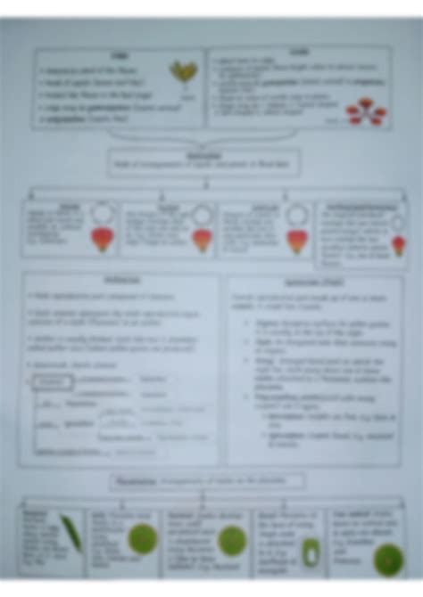 SOLUTION Morphology Of Flowering Plants Studypool