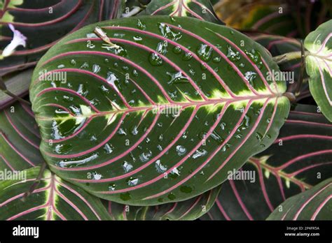 Planta de oracion maranta leuconeura fotografías e imágenes de alta