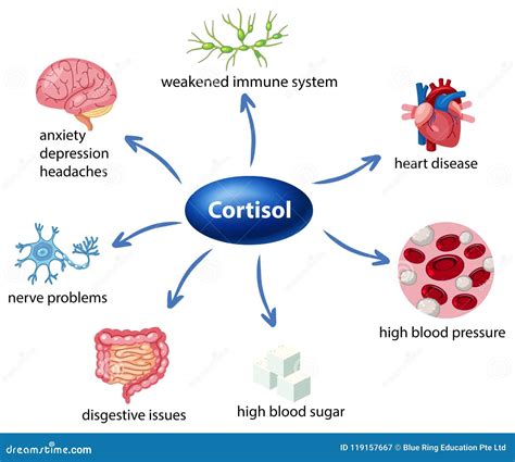 Cortisol Diagram Vector Illustration CartoonDealer 105058920
