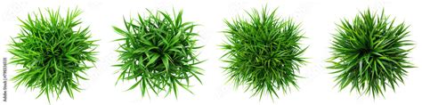 Paspalum Vaginatum Seashore Paspalum Jungle Botanical Grass Top View