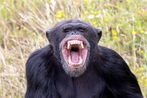 Guido Freites On Twitter Aczino Se Tira Un Pedo Los Negros De Mierda