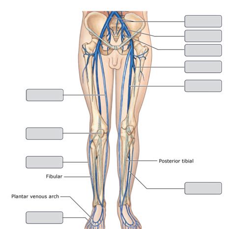 The Major Systemic Veins Part Of Diagram Quizlet