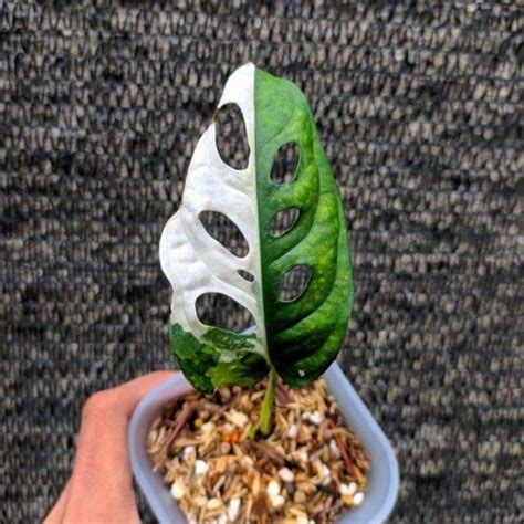 Janda Bolong Varigata Jepang Dheanty Tanaman Nursery Tokopedia