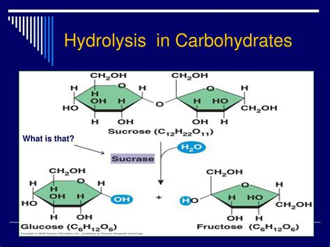 Dehydration Synthesis Hydrolysis Making And Breaking Biomolecules