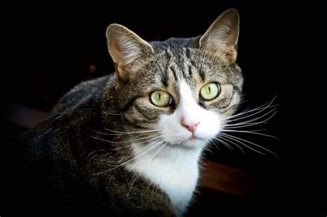 Eliminare Le Pulci Dai Gatti