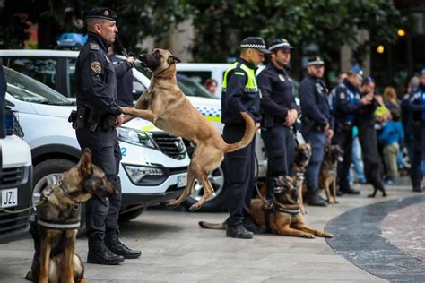 Perros policías cuáles son las mejores razas para este trabajo