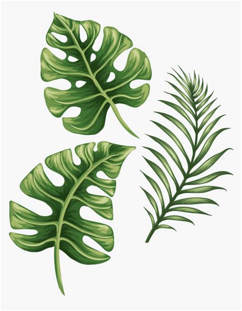 Transparent Monstera Leaf Png Philodendron Monstera Drawing Png