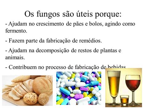 Fungos Biologia A ciência da vida