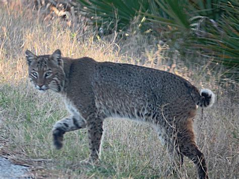 Mountain Lion Or Bobcat R Hunting