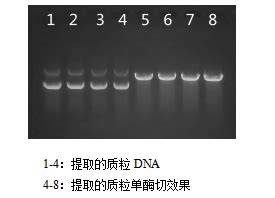 Dna Min Ml Dna