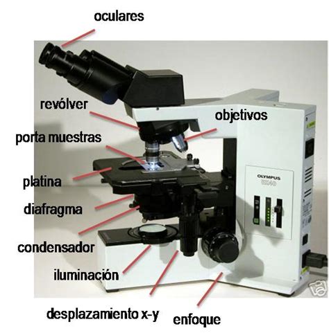 Sint Tico Foto Imagen De Microscopio Con Sus Partes Mirada Tensa
