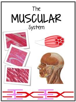 Anatomy And Physiology Binder Covers By Biology Roots Tpt