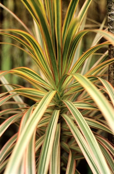Cordyline Planter Et Cultiver Ooreka