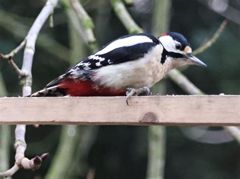 Vroege Vogels Foto Vogels Grote Bonte Specht