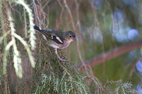 Naturaleza Aves Al Aire Libre Foto Gratis En Pixabay Pixabay