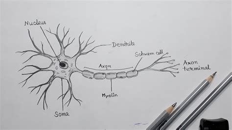 Neuron Diagram Drawing How To Draw Neuron Step By Step So Easy YouTube