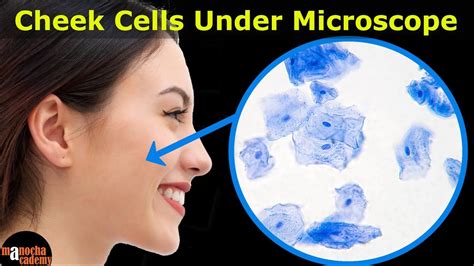 Cheek Cells Under The Microscope Youtube