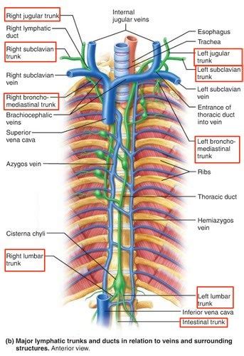 The Lymphatic System And Immunity Flashcards Quizlet