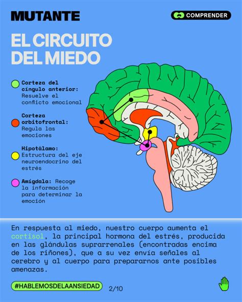 MIEDO Descubre QUÉ PASA en tu CEREBRO Sorprendente