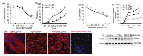 Kidney Fibrosis Creative Bioarray CellAssay