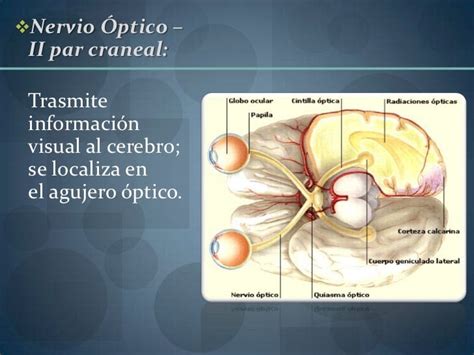 CIENCIAS BIOLOGICAS Nervios Craneales